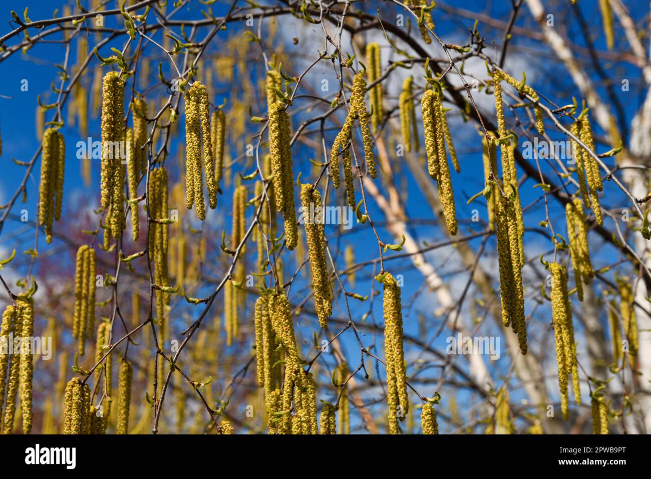 Birch tree flowers hi-res stock photography and images - Alamy