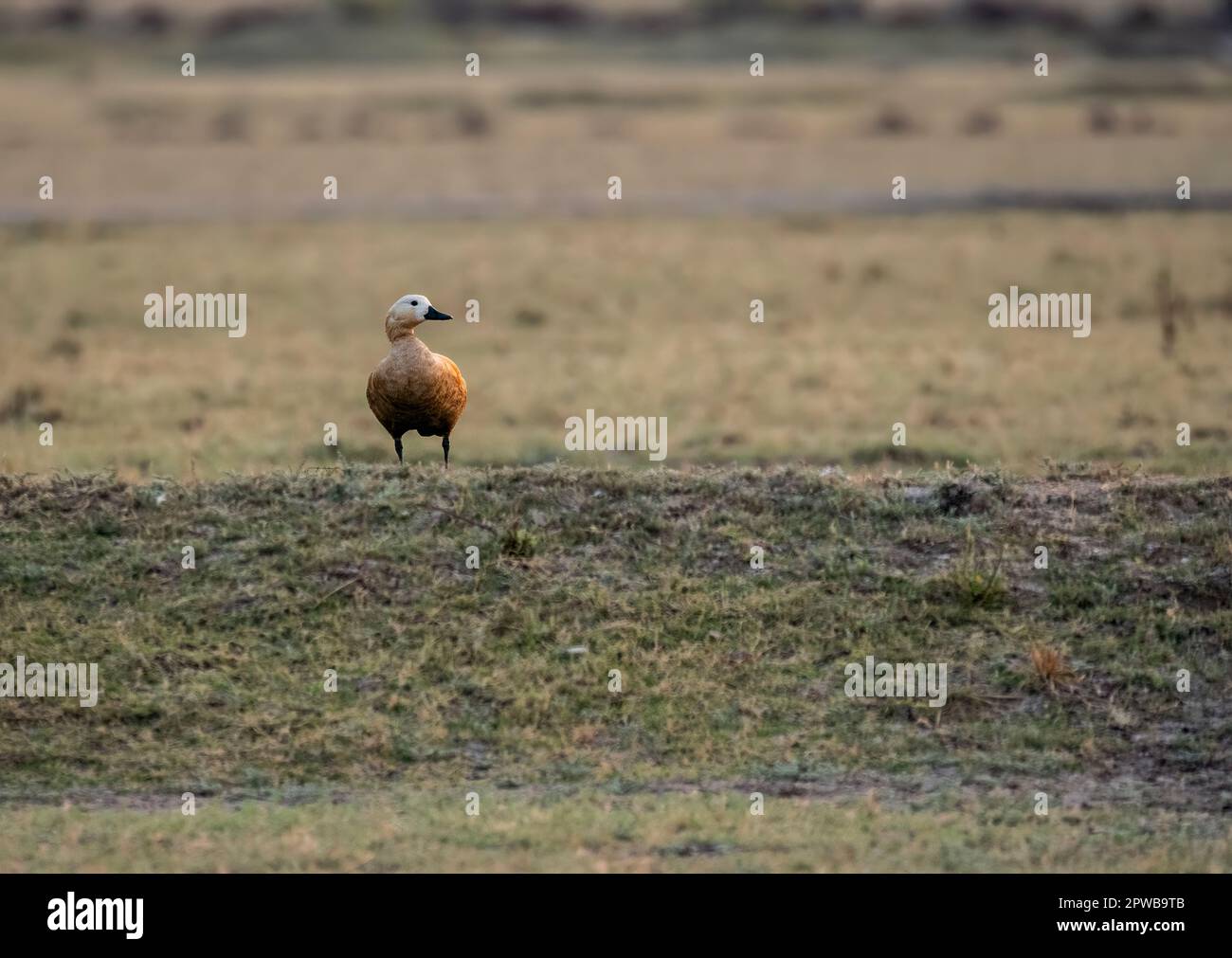 A rudy shelduck resting on the ground very close to a water body in ...