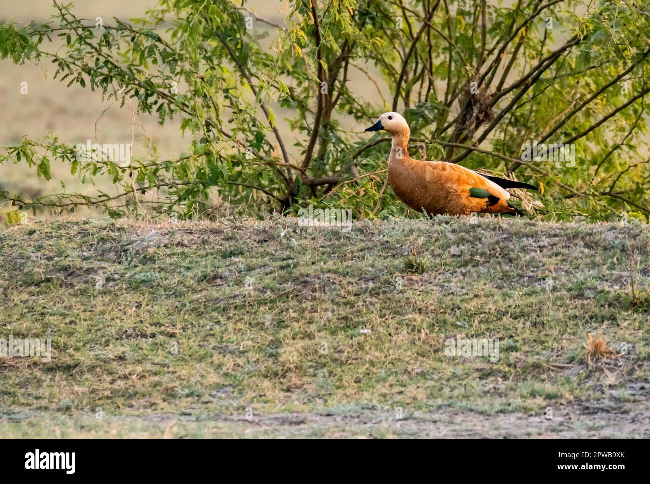 A rudy shelduck resting on the ground very close to a water body in ...