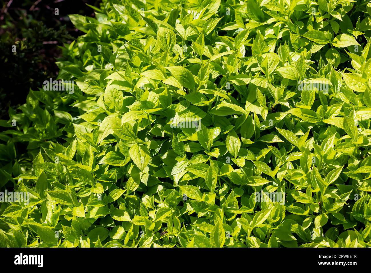 Background of green jasmine foliage in spring before flowering. Green ...