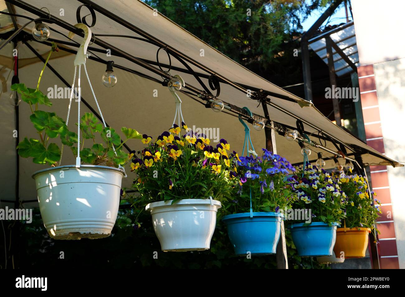 Row of flower pots with colorful pansies hanging on edge of arbor in a ...