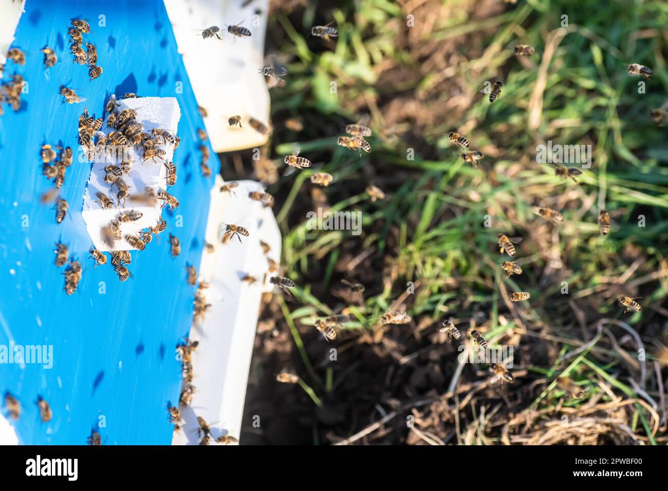 natural and organic process of beekeeping. importance of bees in ...