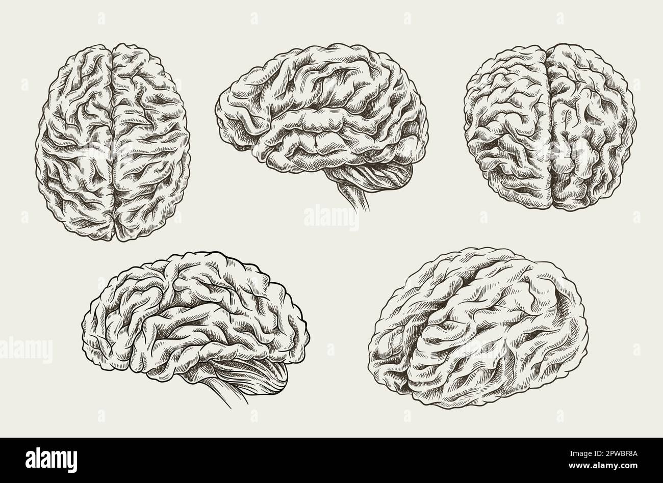 Brain sketch set Stock Vector Image & Art - Alamy