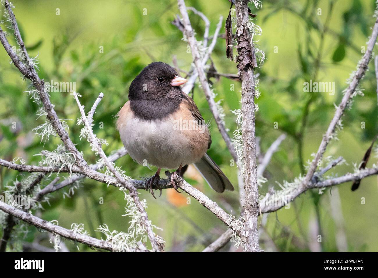 A Dark-Eyed Junco at Angel Island State Park in San Francisco ...