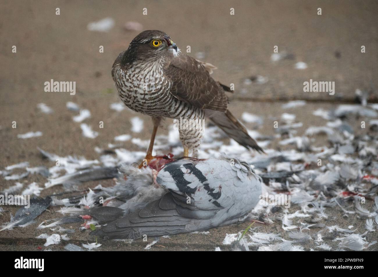 Sparrowhawk eating a pigeon on the Floor, UK Wildlife, Birds Of Prey ...