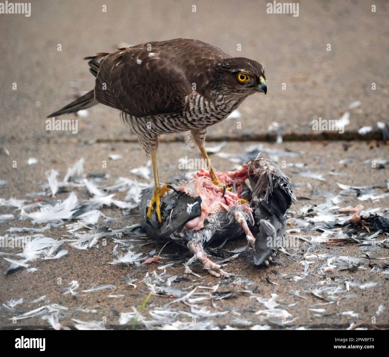 Sparrowhawk eating a pigeon on the Floor, UK Wildlife, Birds Of Prey ...