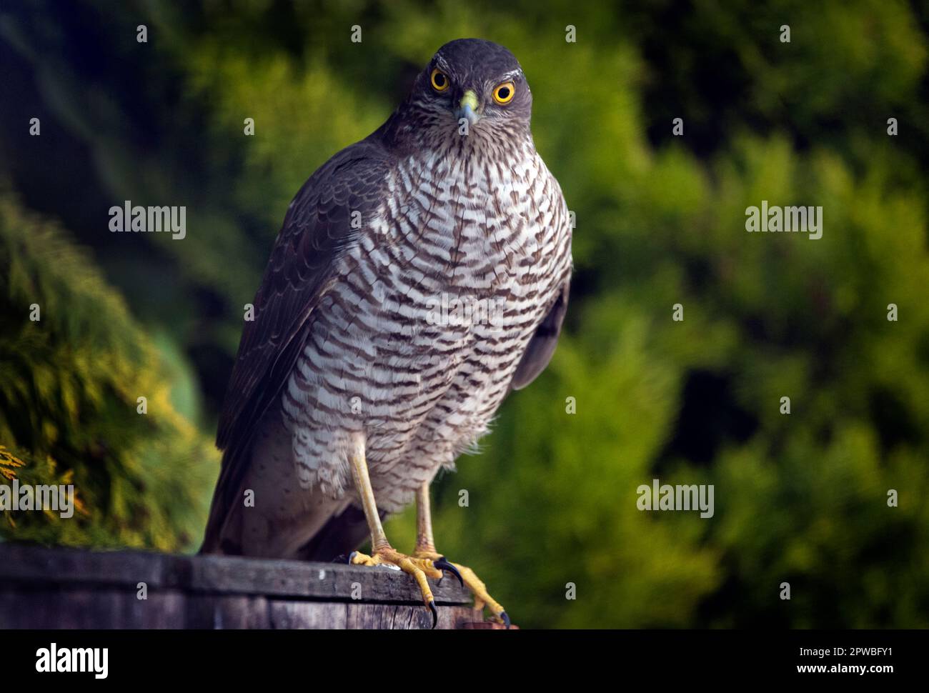 Sparrowhawk on the Fence, UK Wildlife, Birds Of Prey Stock Photo - Alamy