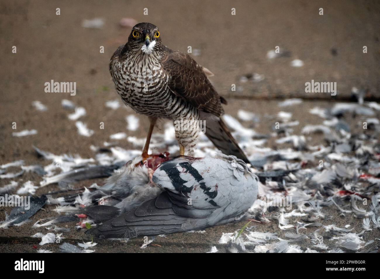 Sparrowhawk eating a pigeon on the Floor, UK Wildlife, Birds Of Prey ...