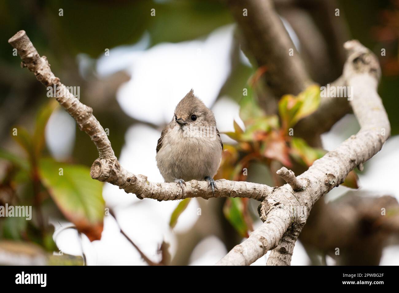 Oak titmouse hi-res stock photography and images - Alamy