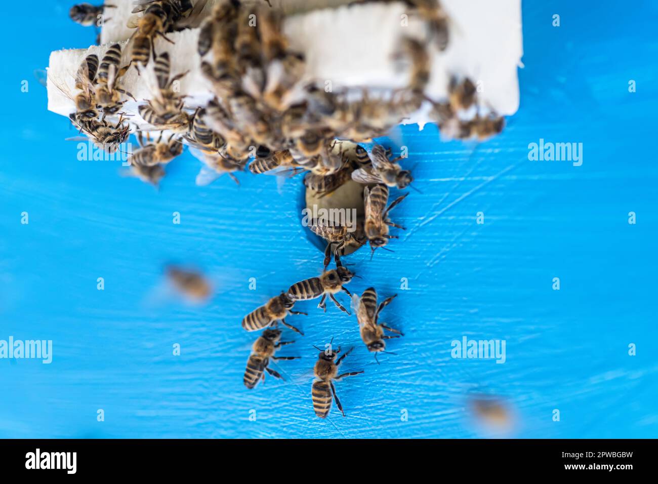 group of bees exit and enter their hive. beautiful summer background ...