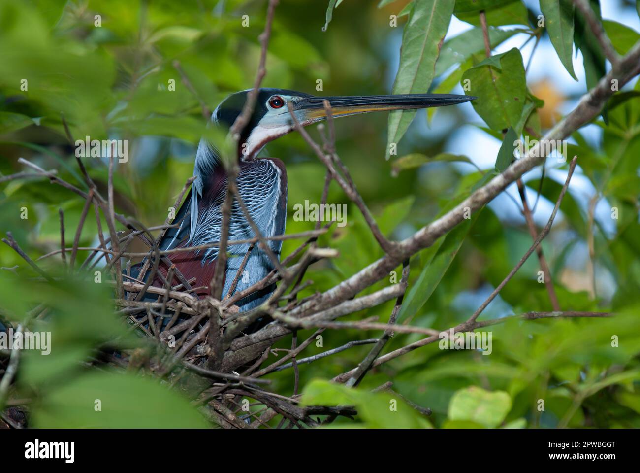 Elusive nest hi-res stock photography and images - Alamy