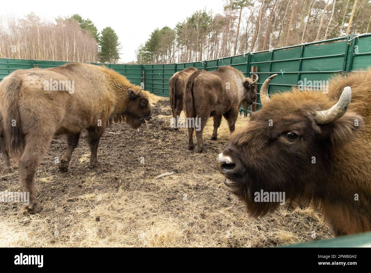 UKs first European bison herd in their handling facility (a corral ...