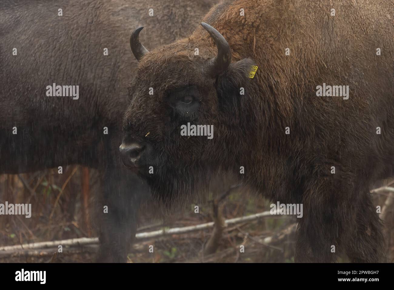 UK bison: new bull in from Germany, standing on his own in the rain ...