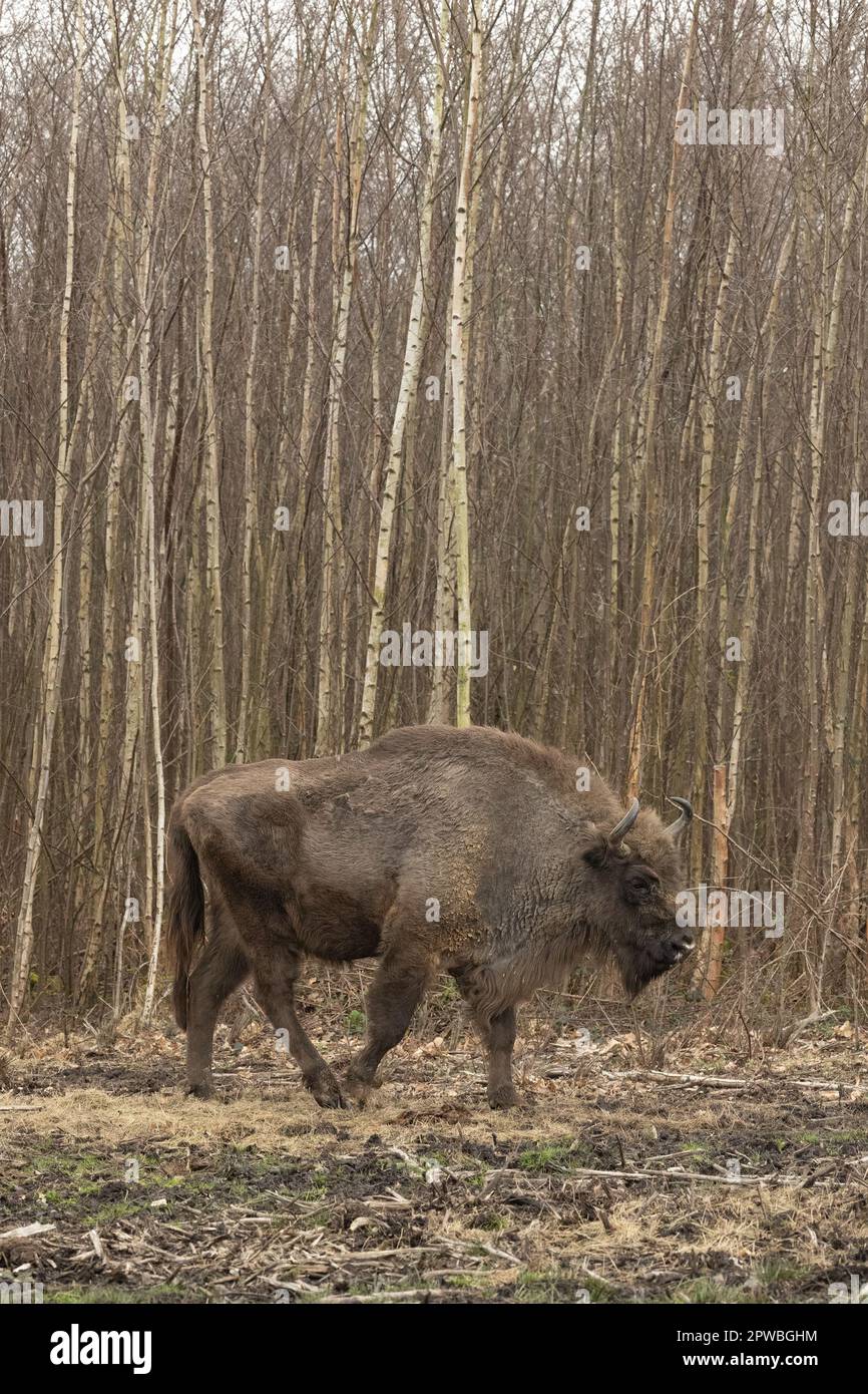 bison cow/ female walking through Blean Woods, UK first bison Stock ...
