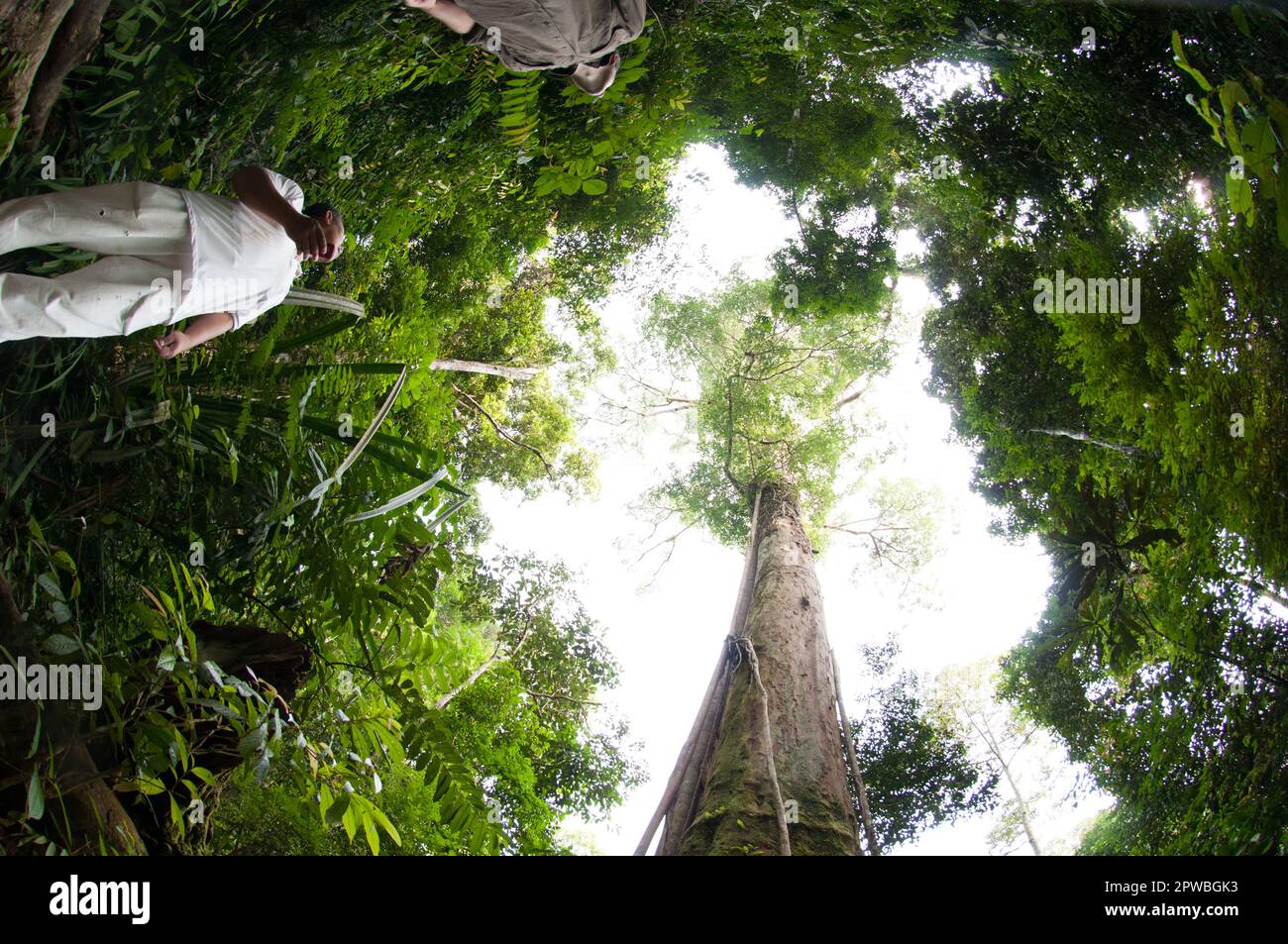 Rainforest giant dipterocarp tree in Sumatra, Indonesia; size shown in ...