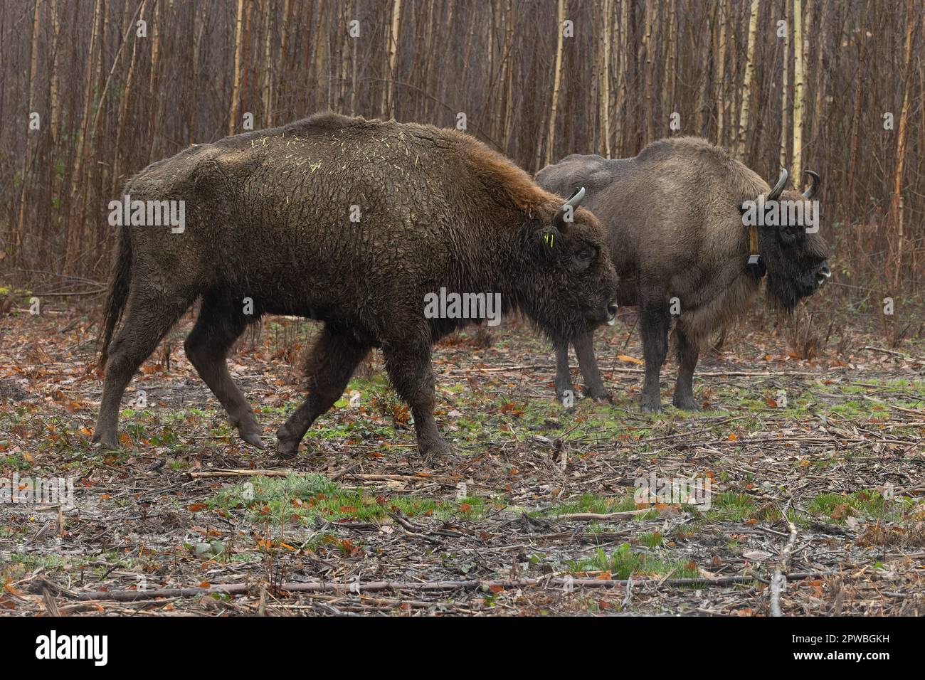 UK bison: new bull in from Germany, standing on his own in the rain ...