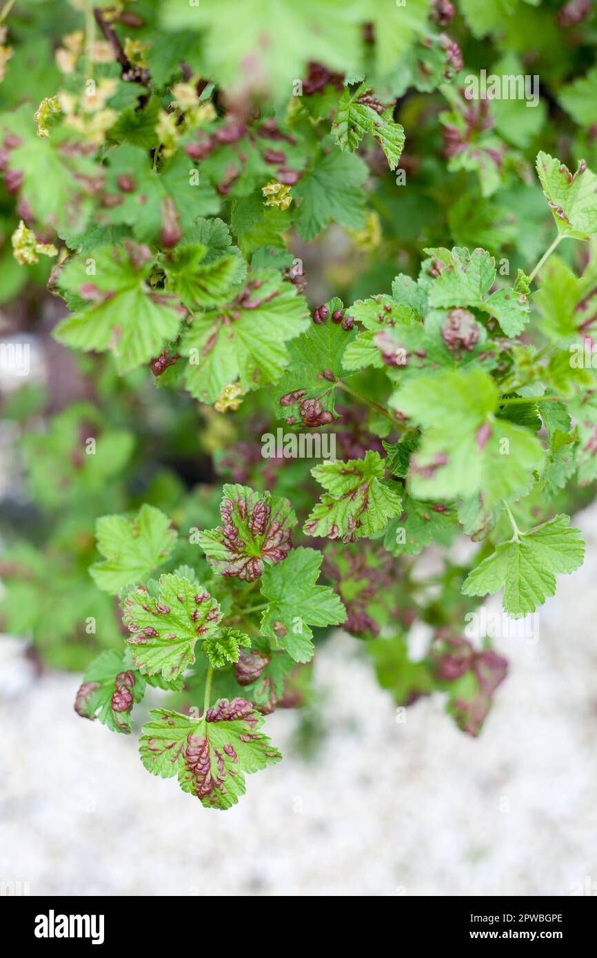 Sick red currant bush hi-res stock photography and images - Alamy