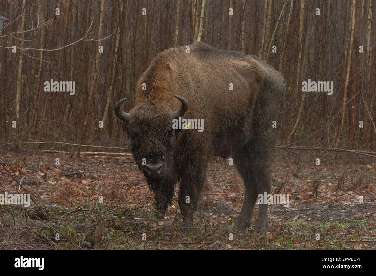 UK bison: new bull in from Germany, standing on his own in the rain ...