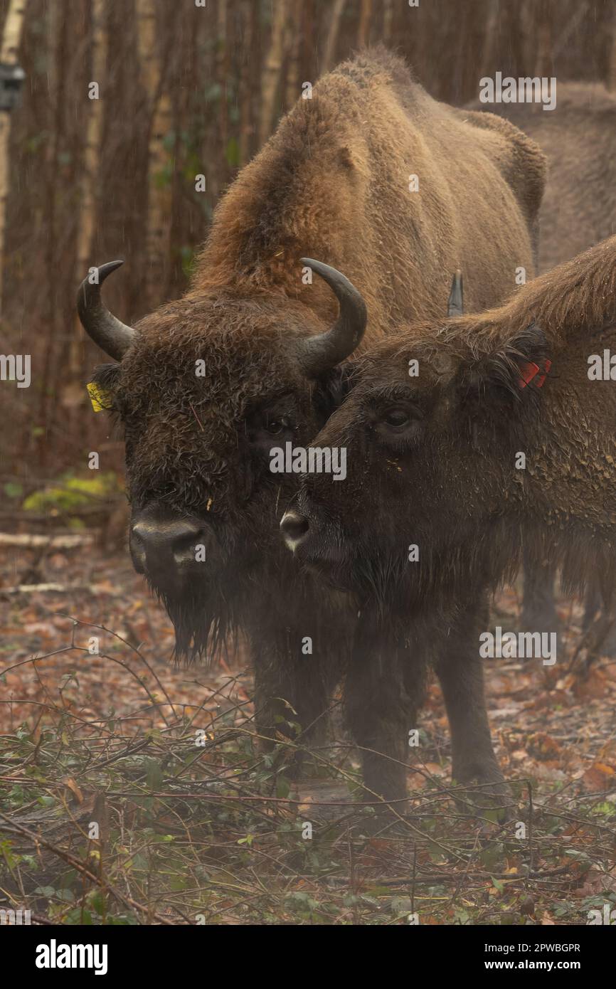 UK bison: new bull in from Germany, standing on his own in the rain ...