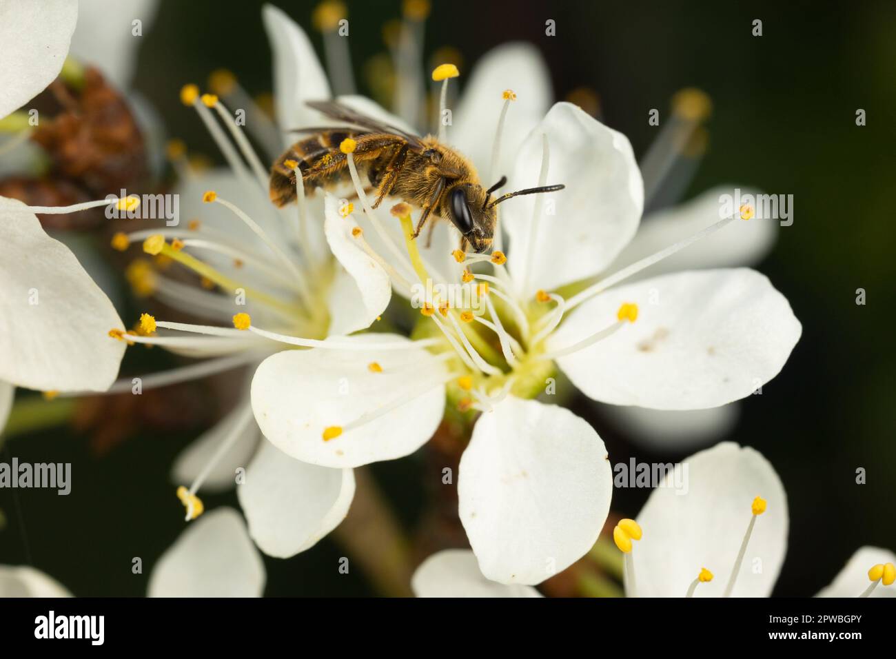 Common furrow bee pollinating damson fruit tree flowers, early Spring ...