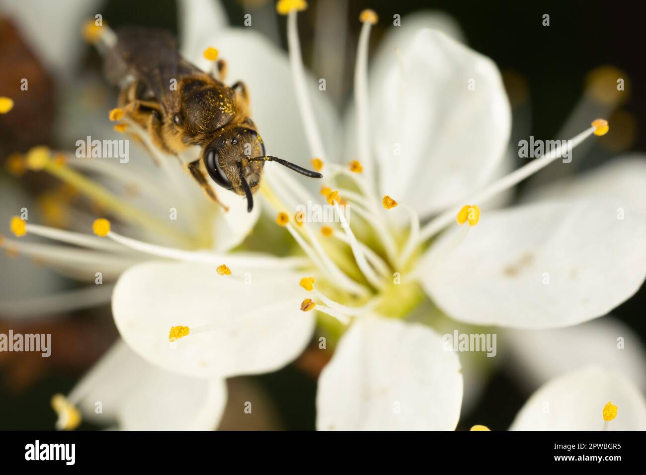Spring ecosystem hi-res stock photography and images - Alamy