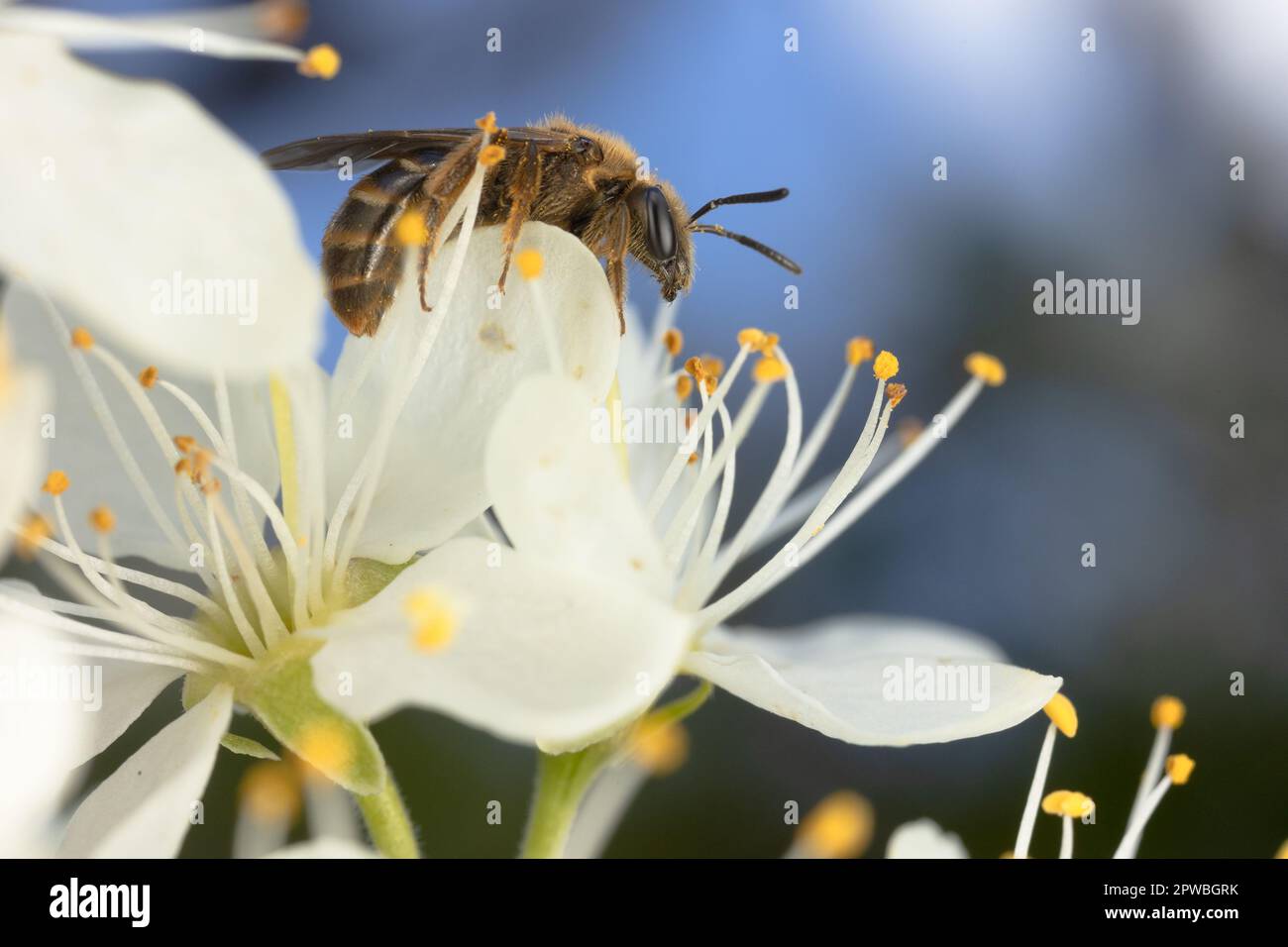 Common furrow bee pollinating damson fruit tree flowers, early Spring ...