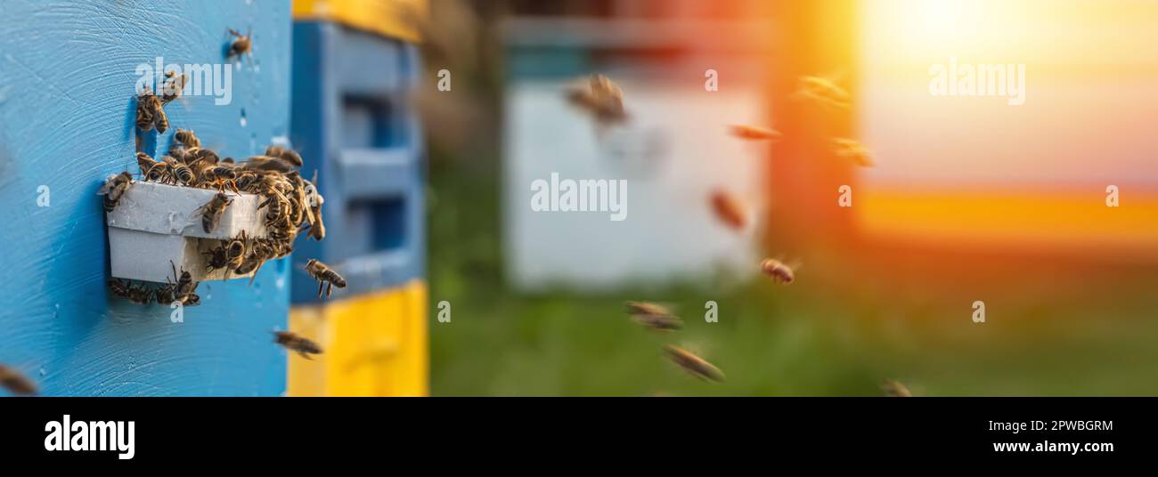 seasonal nature of beekeeping and impact of weather conditions on life ...