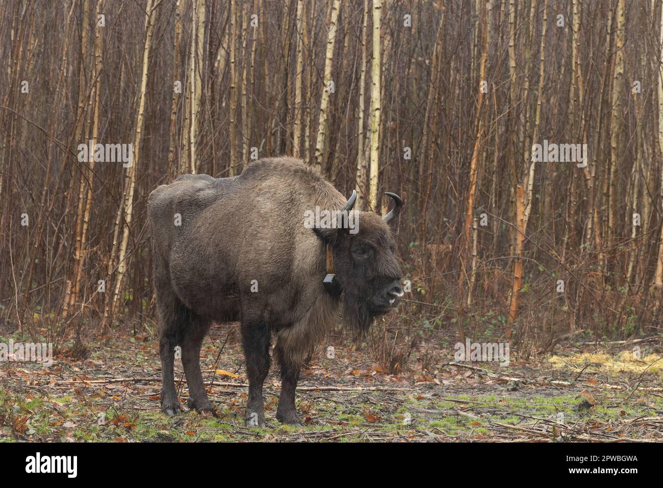 Female European bison standing on her own - first wild/ free roaming UK ...