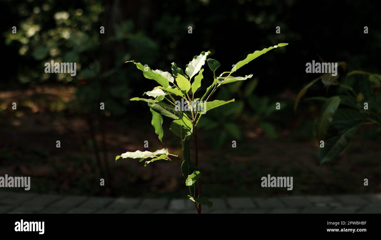 Leaves daytime hi-res stock photography and images - Alamy