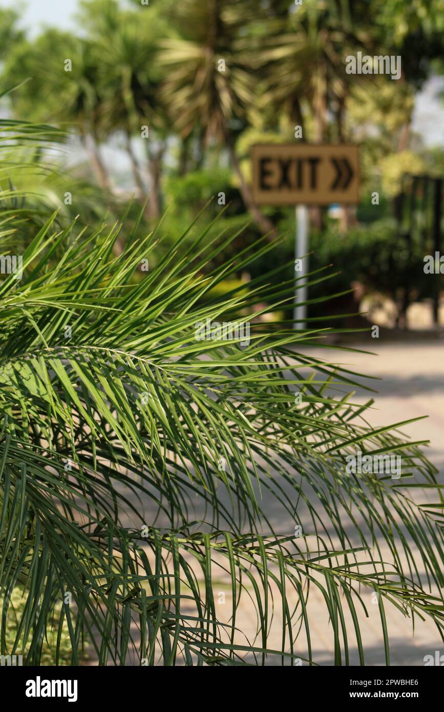 Date palm leaves hi-res stock photography and images - Alamy