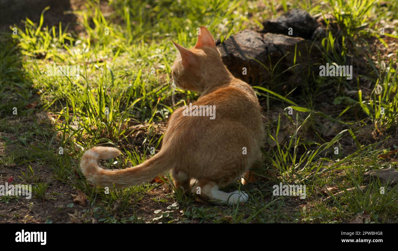 Brown and cream color cat hi-res stock photography and images - Alamy