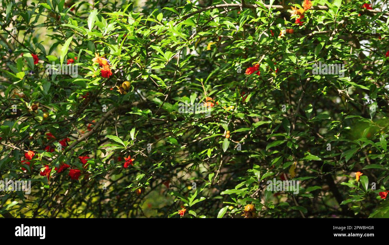 Pomegranate food tree in a forest Stock Photo - Alamy