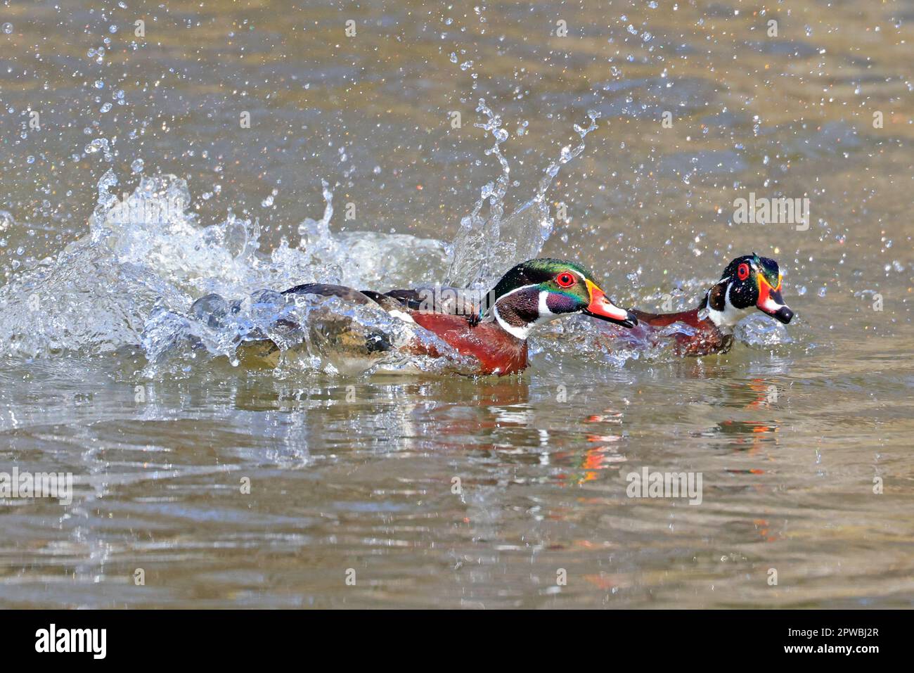 Colorful Wood Ducks fighting in the lake, Quebec, Canada Stock Photo ...