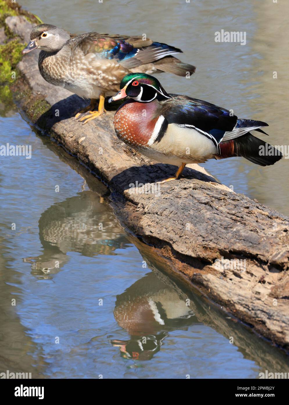 Colorful Wood Ducks perched on the lake border, Quebec, Canada Stock ...