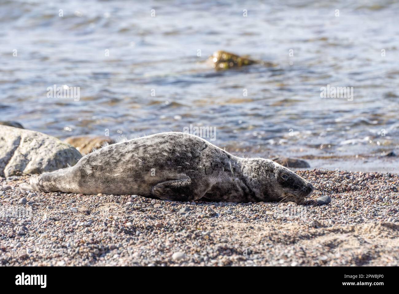 sick grey seal on the beach of Rügen (Baltic Sea Stock Photo - Alamy