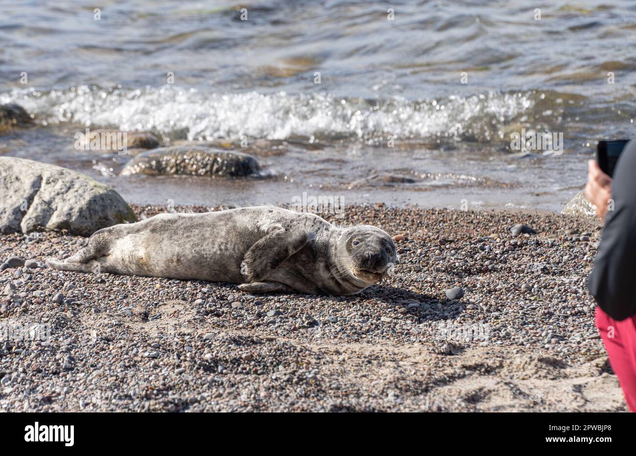 sick grey seal on the beach of Rügen (Baltic Sea Stock Photo - Alamy