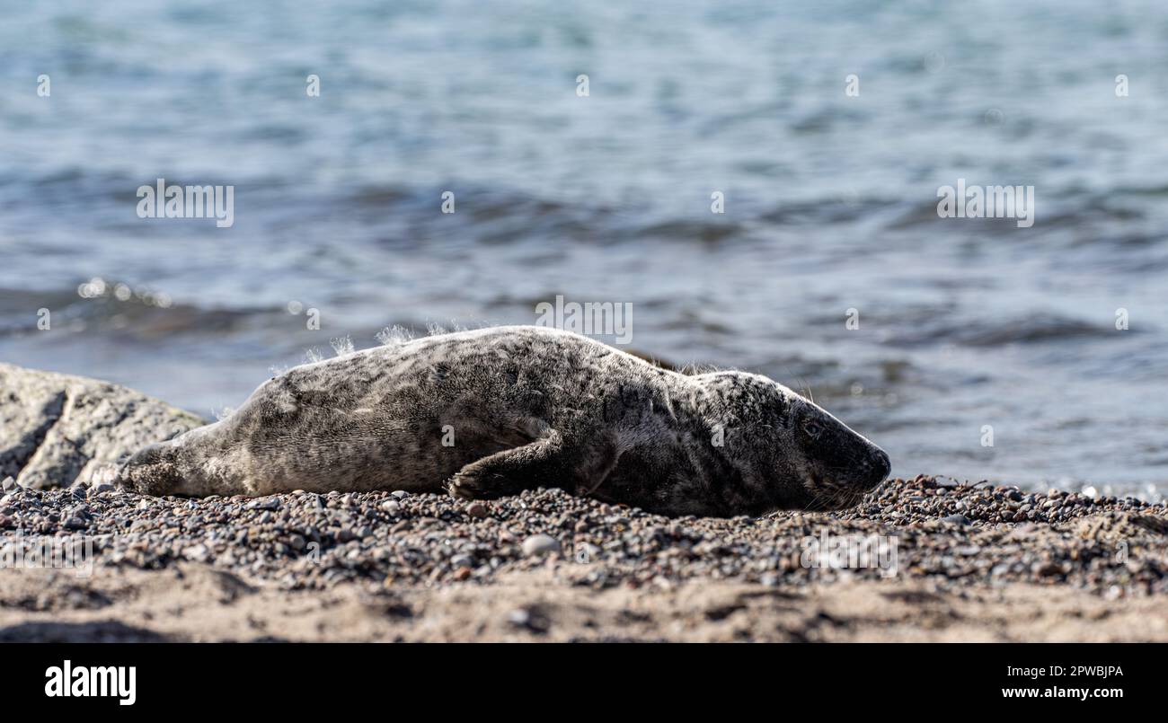 sick grey seal on the beach of Rügen (Baltic Sea Stock Photo - Alamy