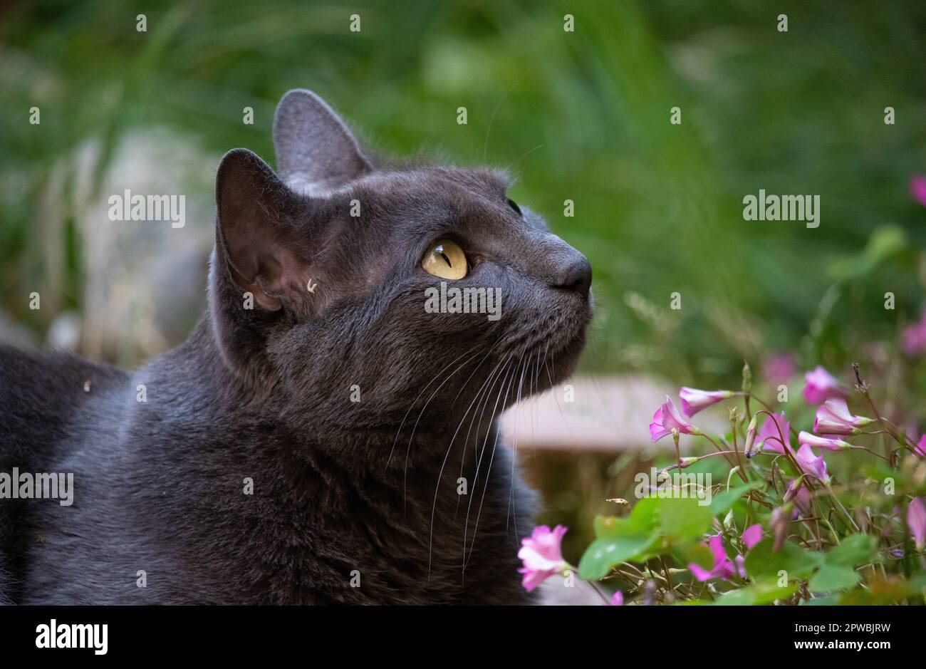 Dark grey cat looks insensibly Stock Photo - Alamy
