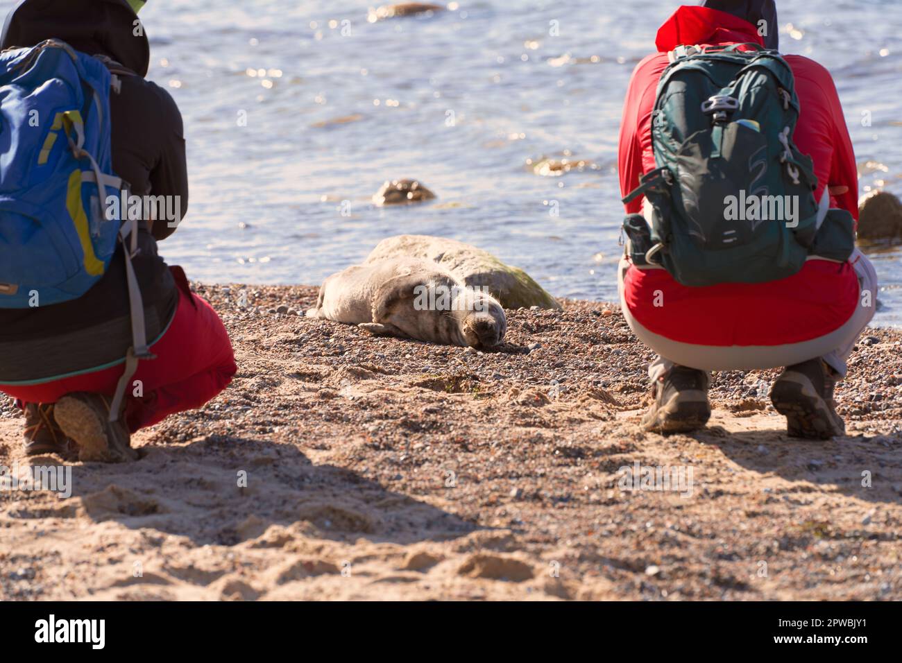 sick grey seal on the beach of Rügen Stock Photo - Alamy