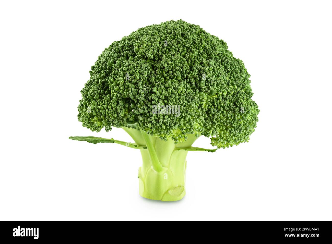 fresh broccoli isolated on white background close-up with full depth of ...
