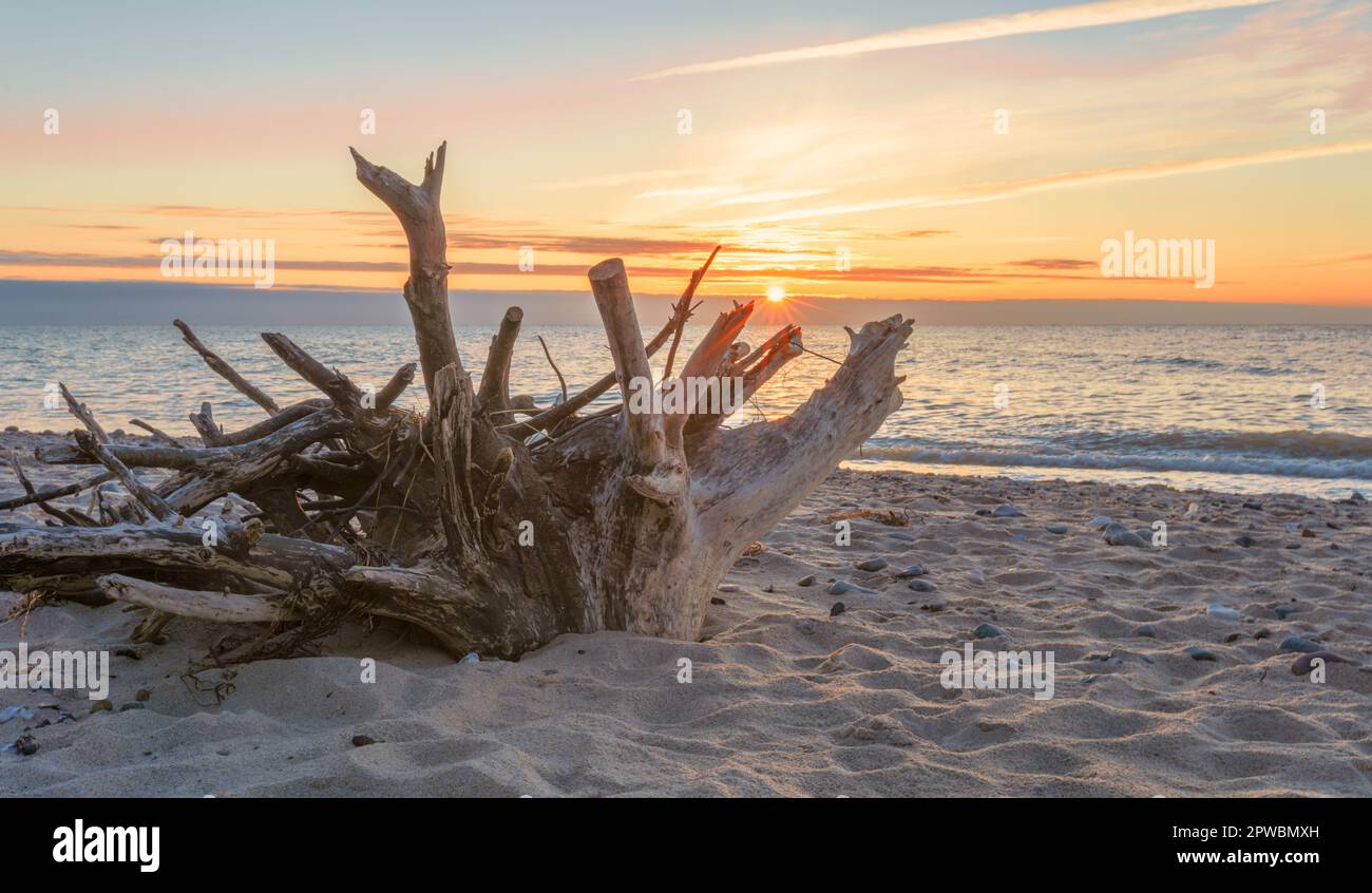 Giant flotsam root on the beach of the Baltic Sea at sunset Stock Photo ...