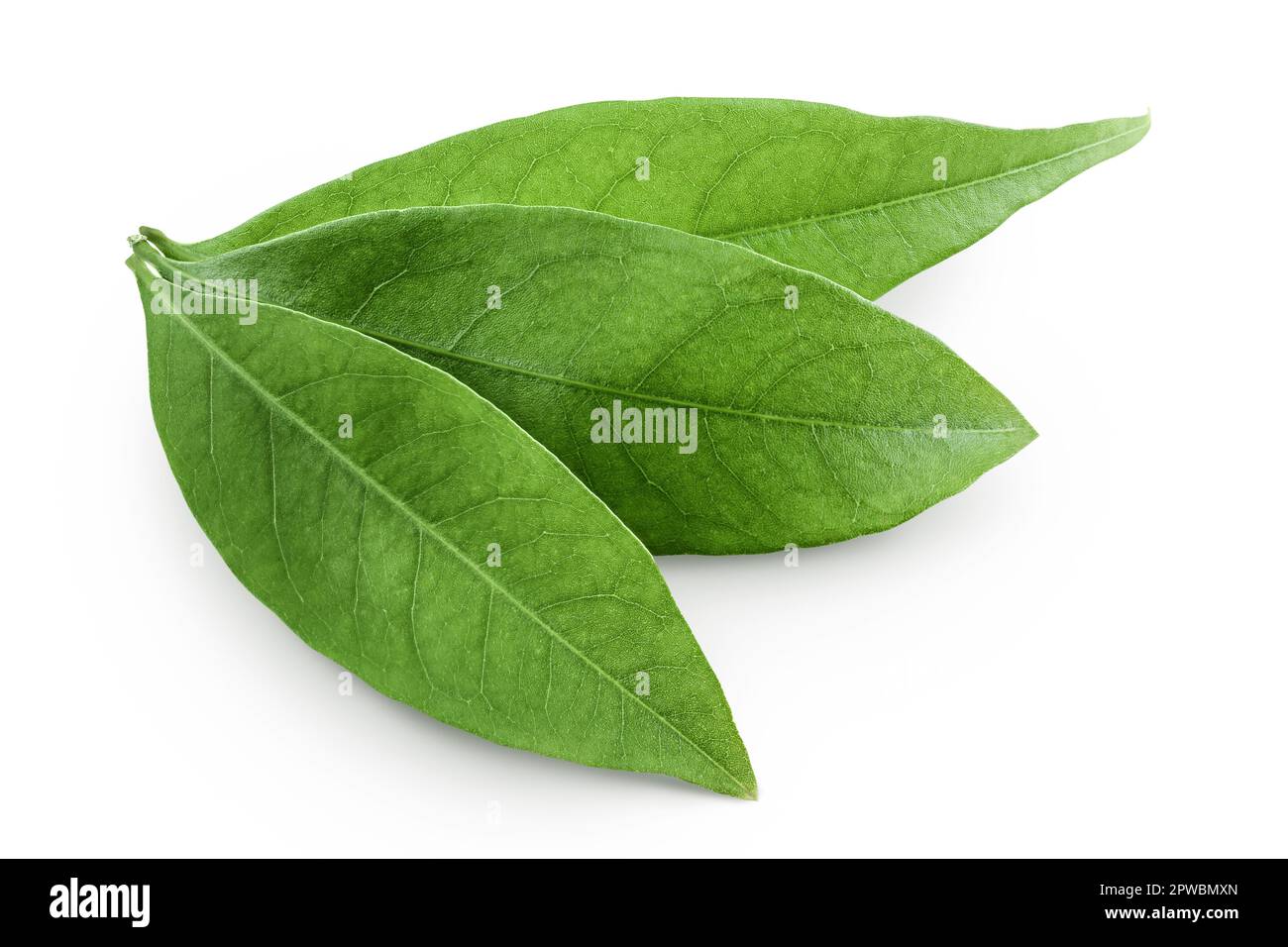 Green lychee leaf isolated on a white background. Top view. Flat lay ...