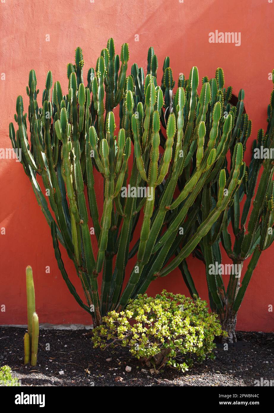 Euphorbia canariensis cactus growing against of the red wall on street ...