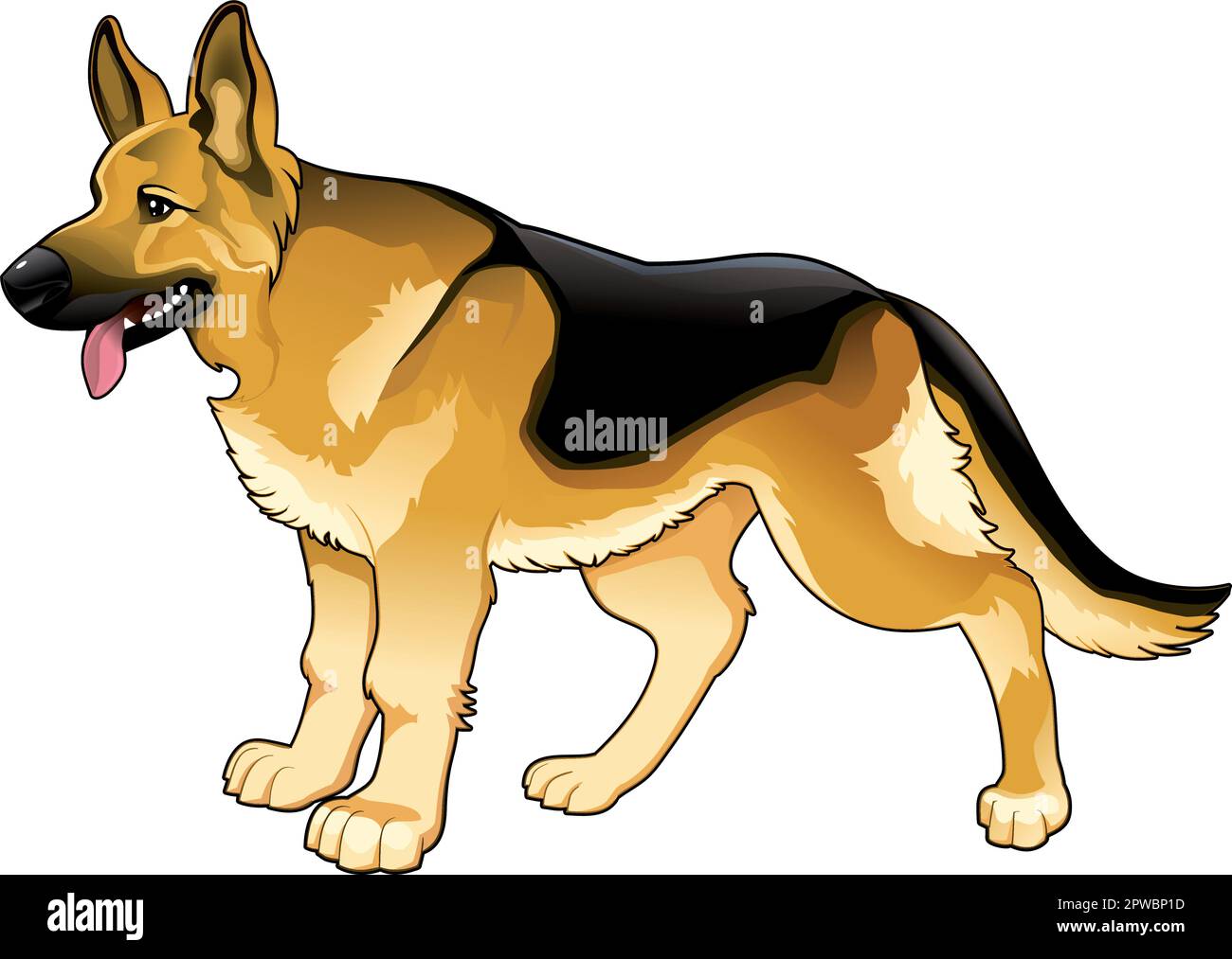 How To Draw A Realistic German Shepherd