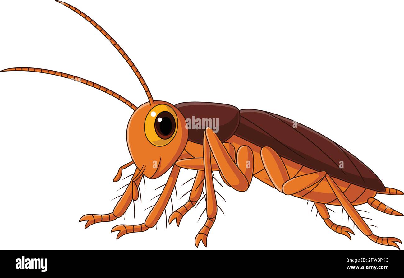 Cute cockroach cartoon on white background Stock Vector Image & Art - Alamy