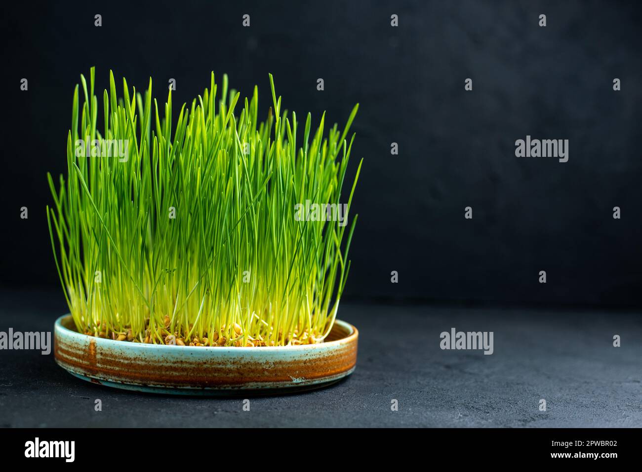 front view green holiday semeni on dark background spring novruz ...