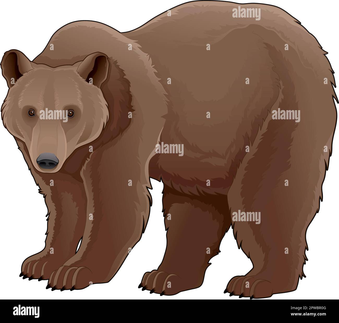 Brown bear. Vector isolated animal Stock Vector Image & Art - Alamy
