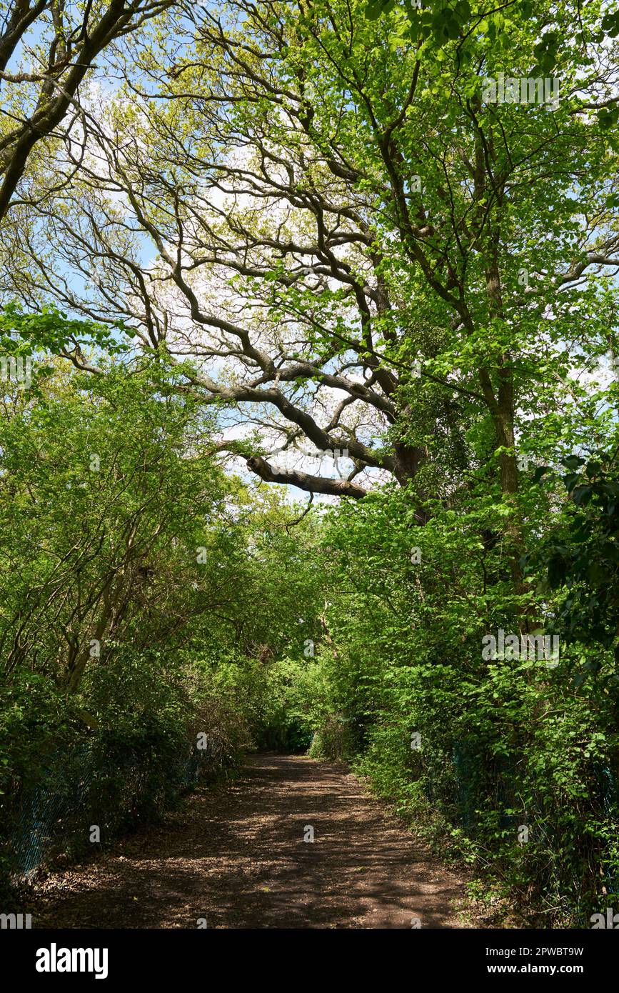 The New River Path through woods near Bush Hill, in the London suburb ...