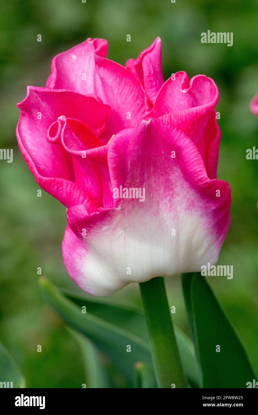 Pink flowers on crown hi-res stock photography and images - Alamy