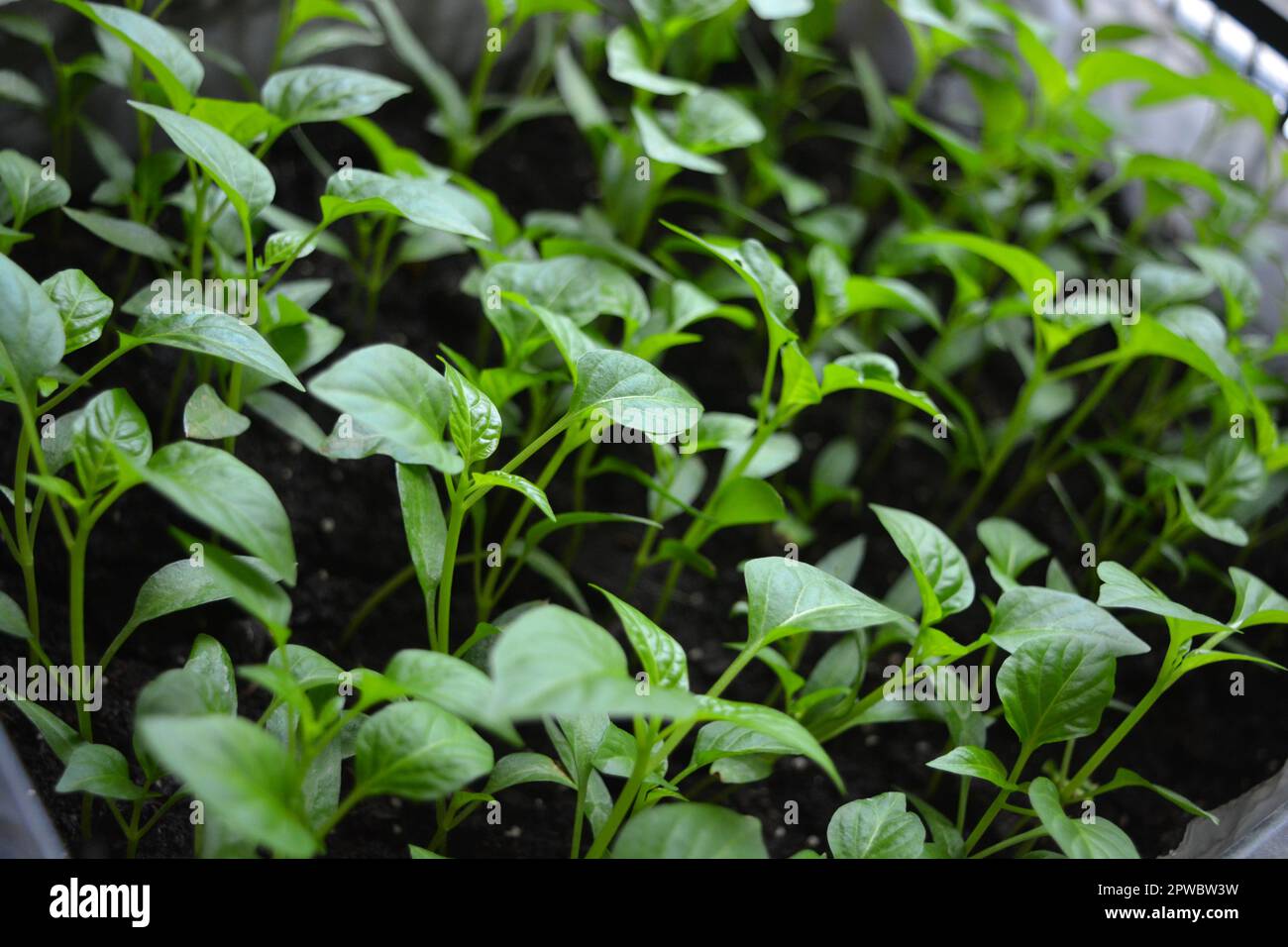 Home seedlings, plants, seedlings of young bell pepper growing in ...